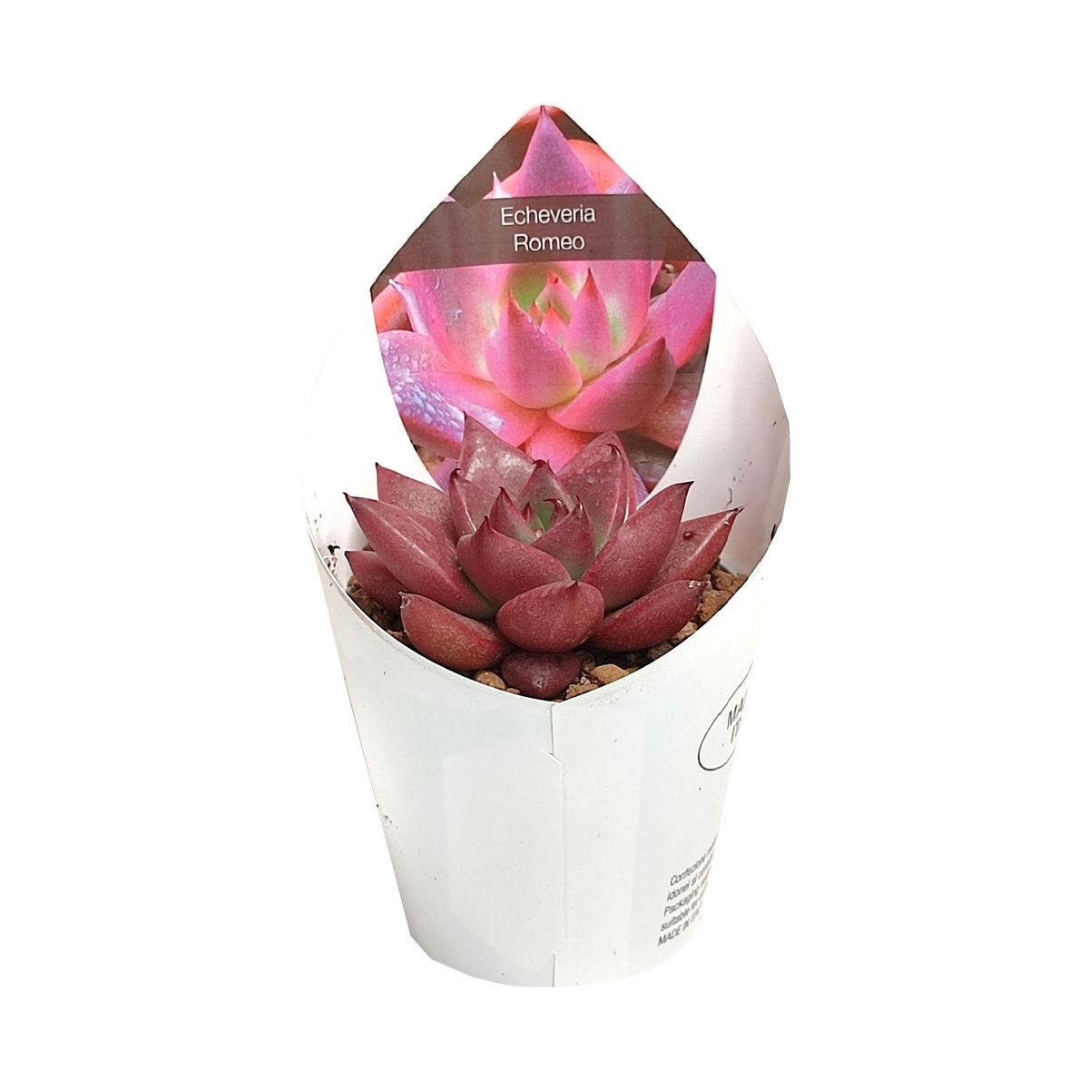 Echeveria agavoides 'Romeo' — Plant Wholesale FlorAccess