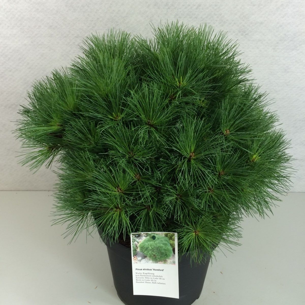 Pinus strobus 'Reinshaus' — Plant Wholesale FlorAccess