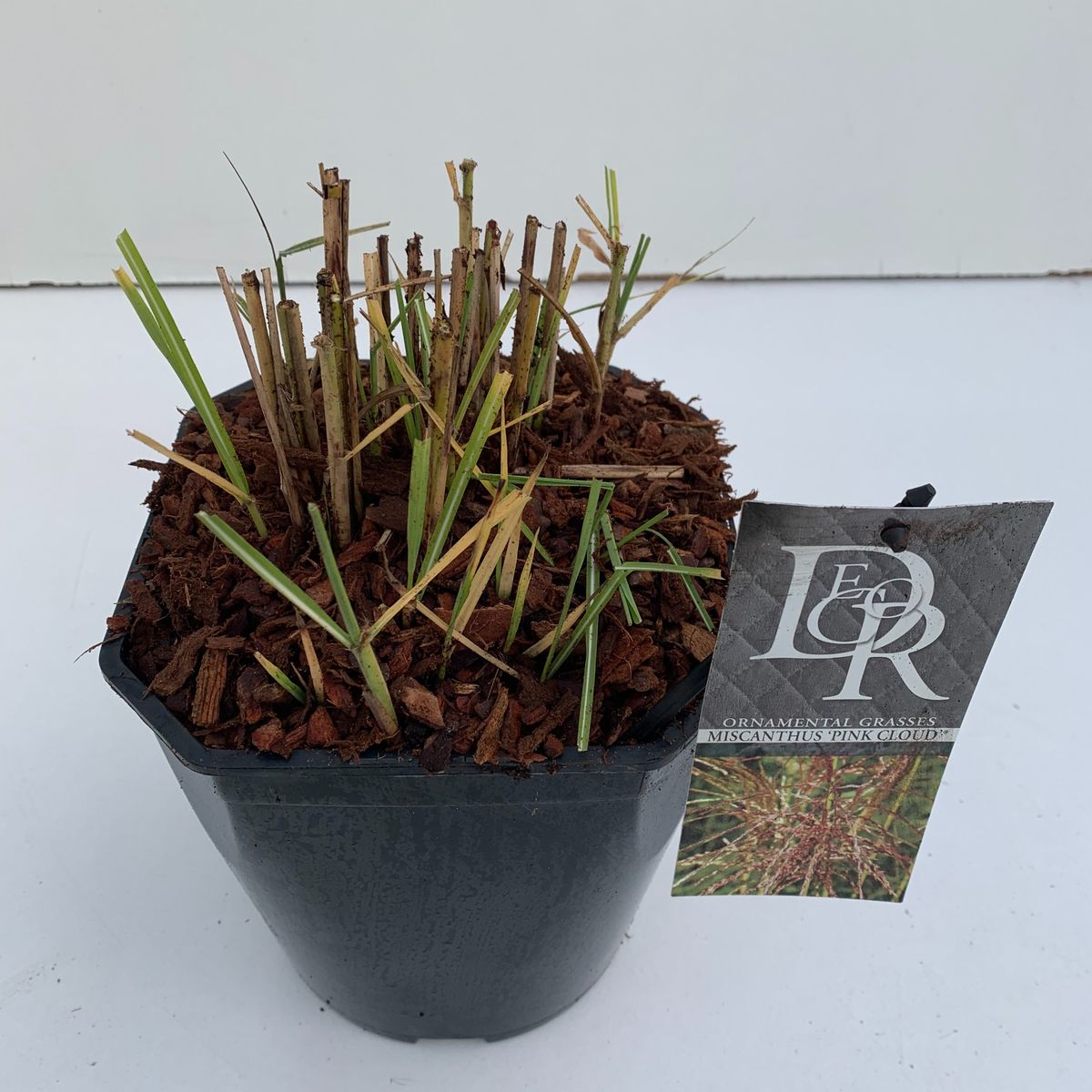 Miscanthus sinensis PINK CLOUD — Plant Wholesale FlorAccess