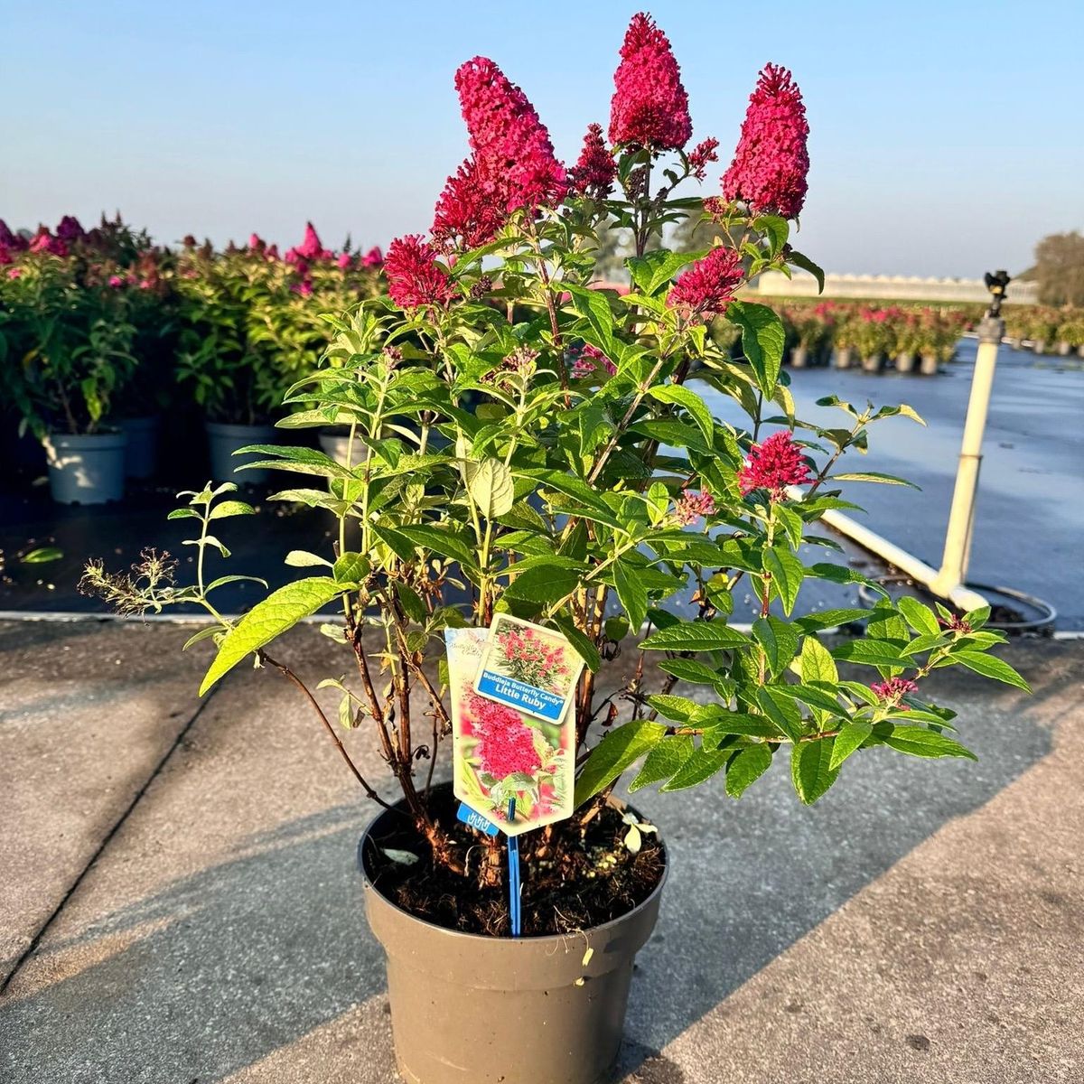 Buddleja davidii BUTTERFLY CANDY LITTLE RUBY — Plant Wholesale FlorAccess