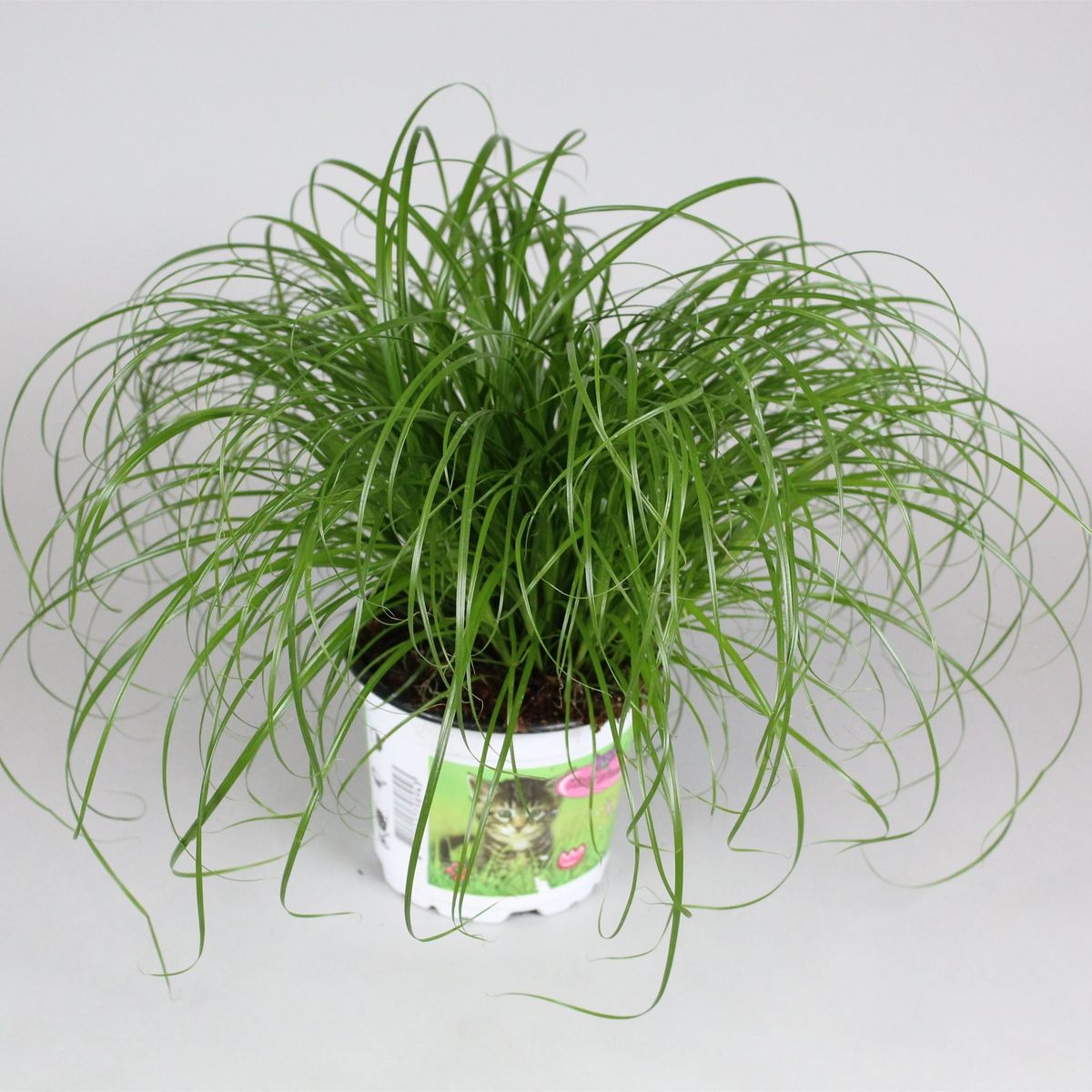 Cyperus alternifolius 'Zumula' — Plant Wholesale FlorAccess