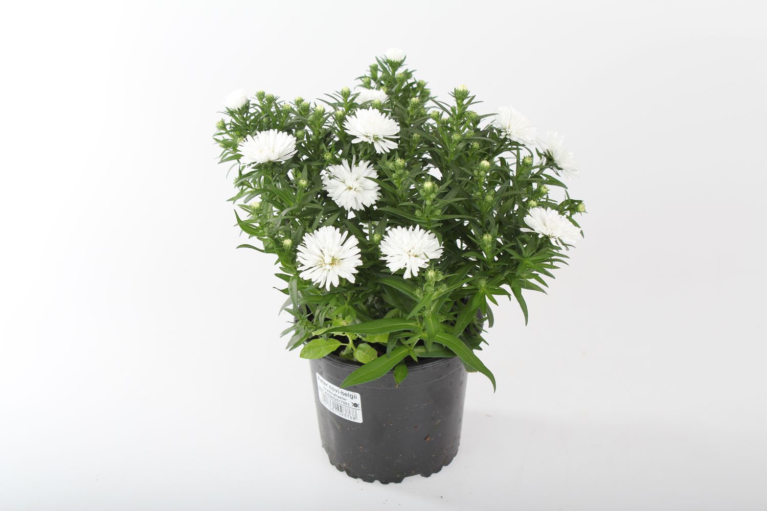 Aster novi-belgii 'White Ladies' — Plant Wholesale FlorAccess