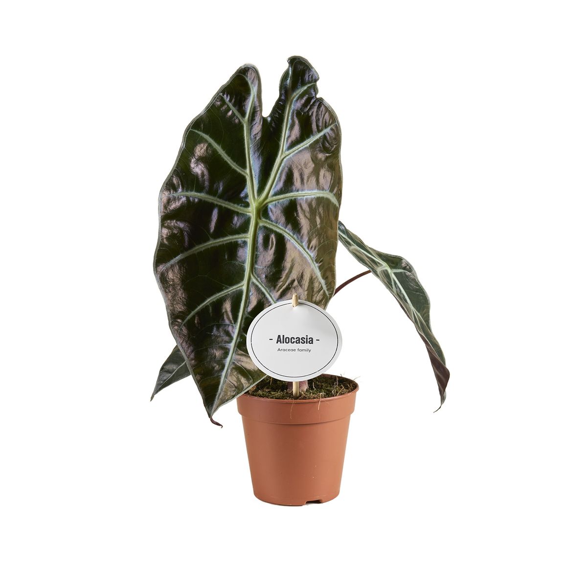 Alocasia suhirmaniana 'Red Petiole' — Toptan Bitki Satışı FlorAccess