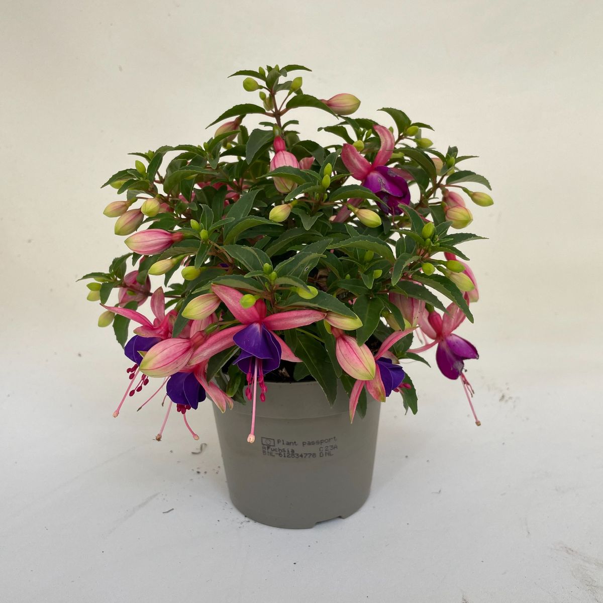Fuchsia 'Ballerina' — Plant Wholesale FlorAccess