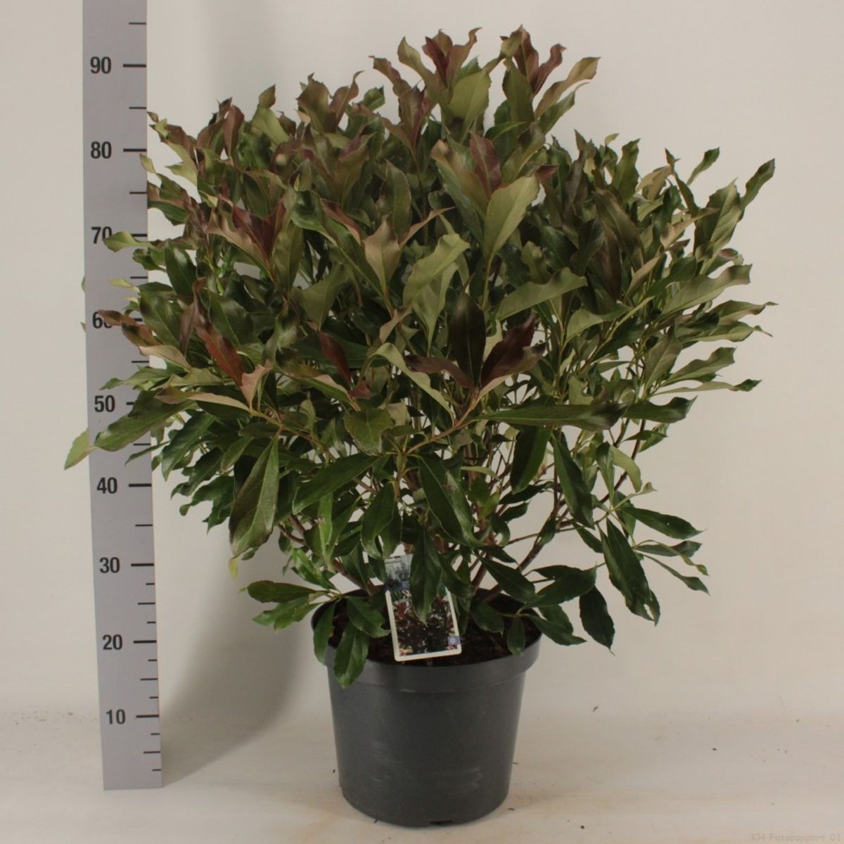 Viburnum odoratissimum COPPERTOP — Plant Wholesale FlorAccess Viburnum odoratissimum COPPERTOP — Plant Wholesale FlorAccess