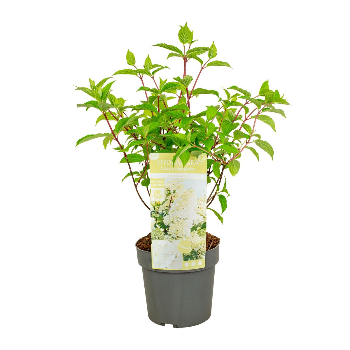 Hydrangea paniculata MAGICAL ANDES — Plant Wholesale FlorAccess