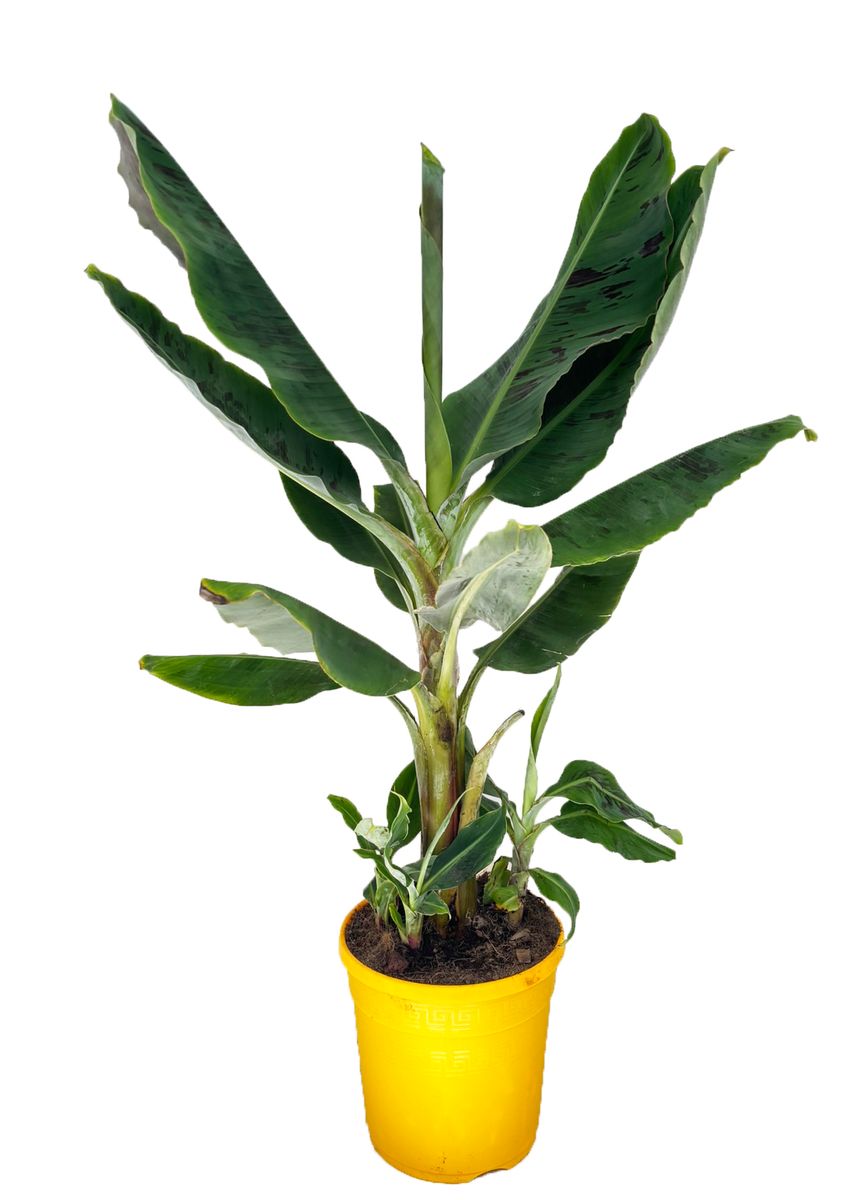 Musa basjoo — Plant Wholesale FlorAccess