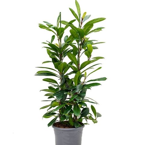 Ficus cyathistipula — Рослини оптом FlorAccess