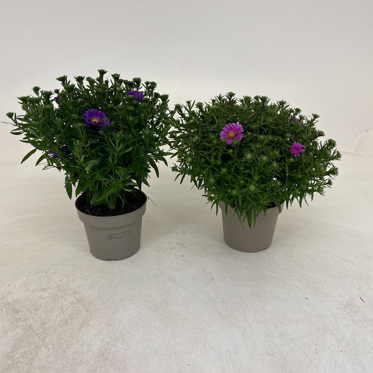 Aster ALPHA MIX — Plant Wholesale FlorAccess