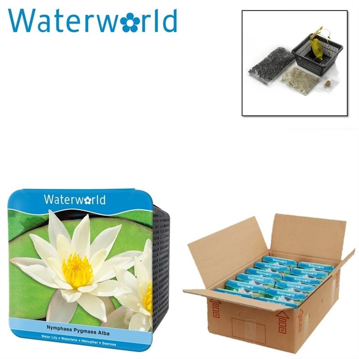 Nymphaea 'Pygmaea Alba' — Plant Wholesale FlorAccess