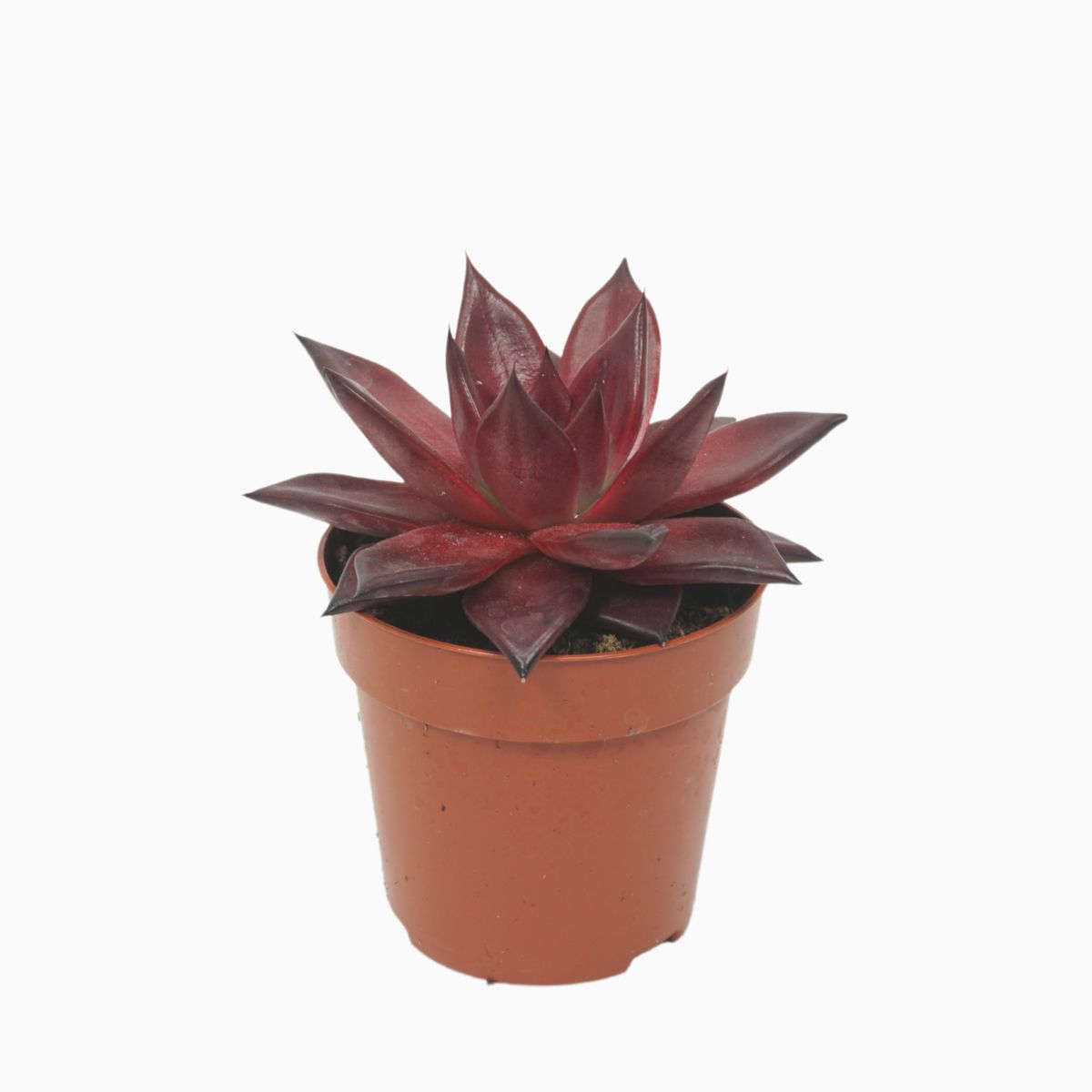 Echeveria agavoides 'Atlas' — Plant Wholesale FlorAccess