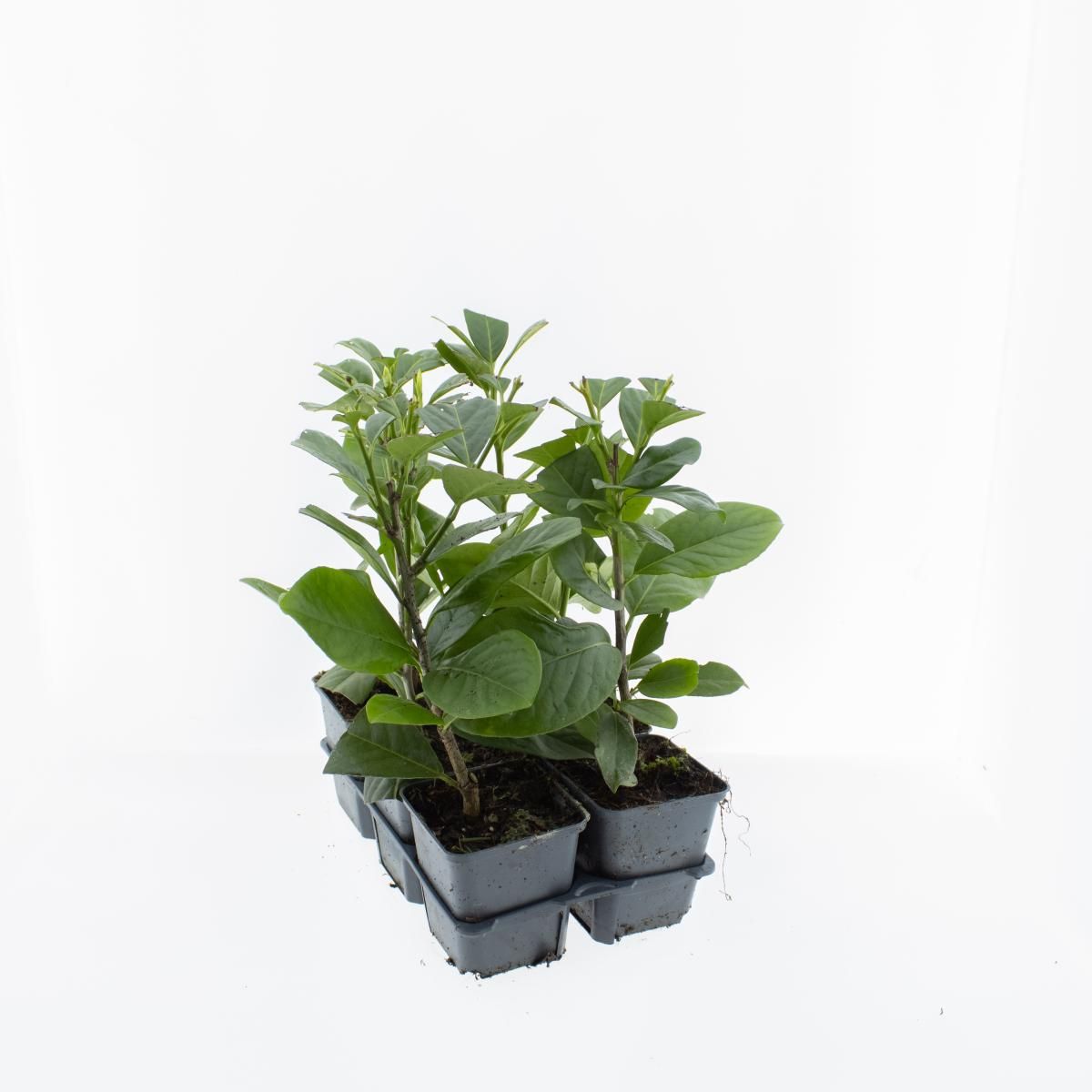 Prunus laurocerasus 'Novita' — Plant Wholesale FlorAccess