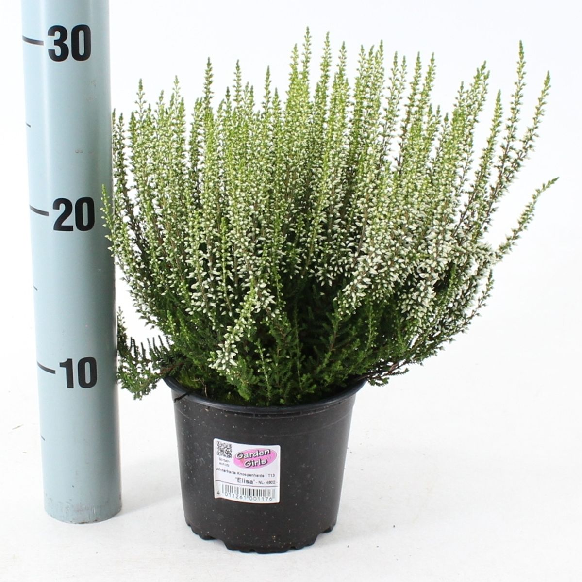 Calluna vulgaris GARDEN GIRLS ELISA — Plant Wholesale FlorAccess