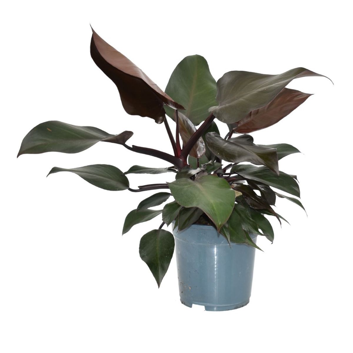 Philodendron 'Purple Congo' — Plant Wholesale FlorAccess