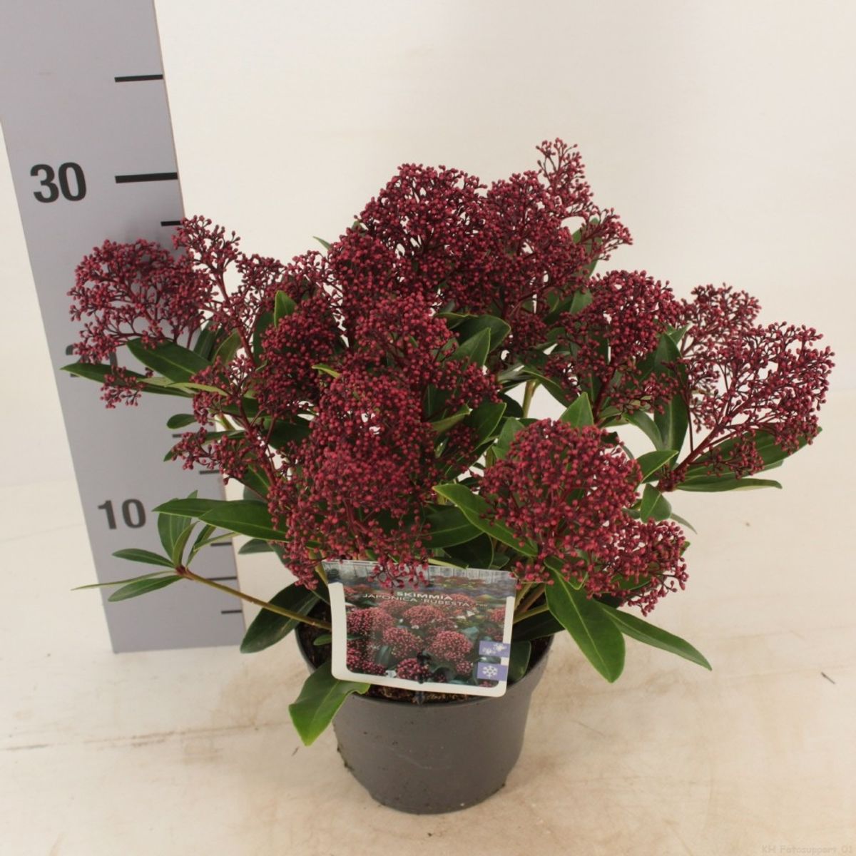 Skimmia japonica 'Rubella' — Plant Wholesale FlorAccess