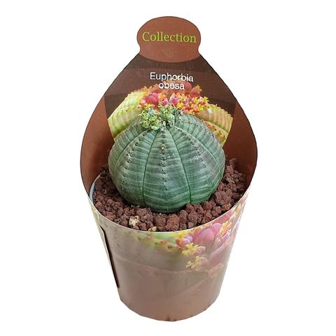 Euphorbia obesa — Plant Wholesale FlorAccess