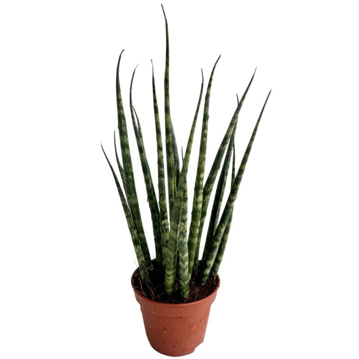 Sansevieria 'Zebra' — Plant Wholesale FlorAccess