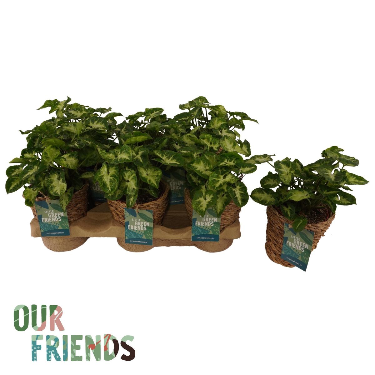 Syngonium 'Pixie' — Plant Wholesale FlorAccess