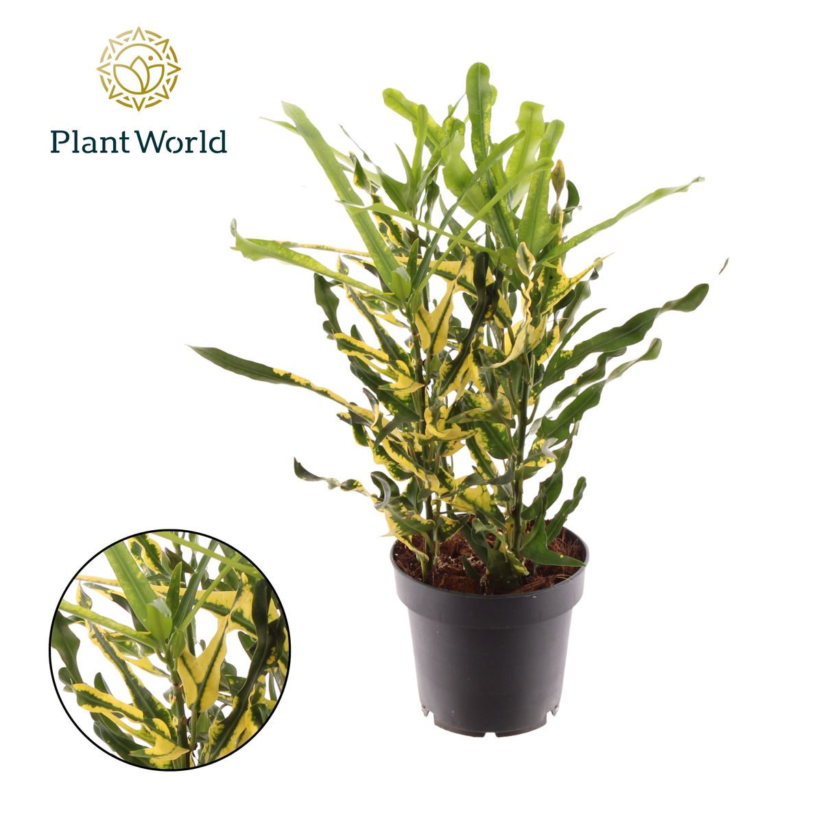 Codiaeum 'Pigtail' — Plant Wholesale FlorAccess