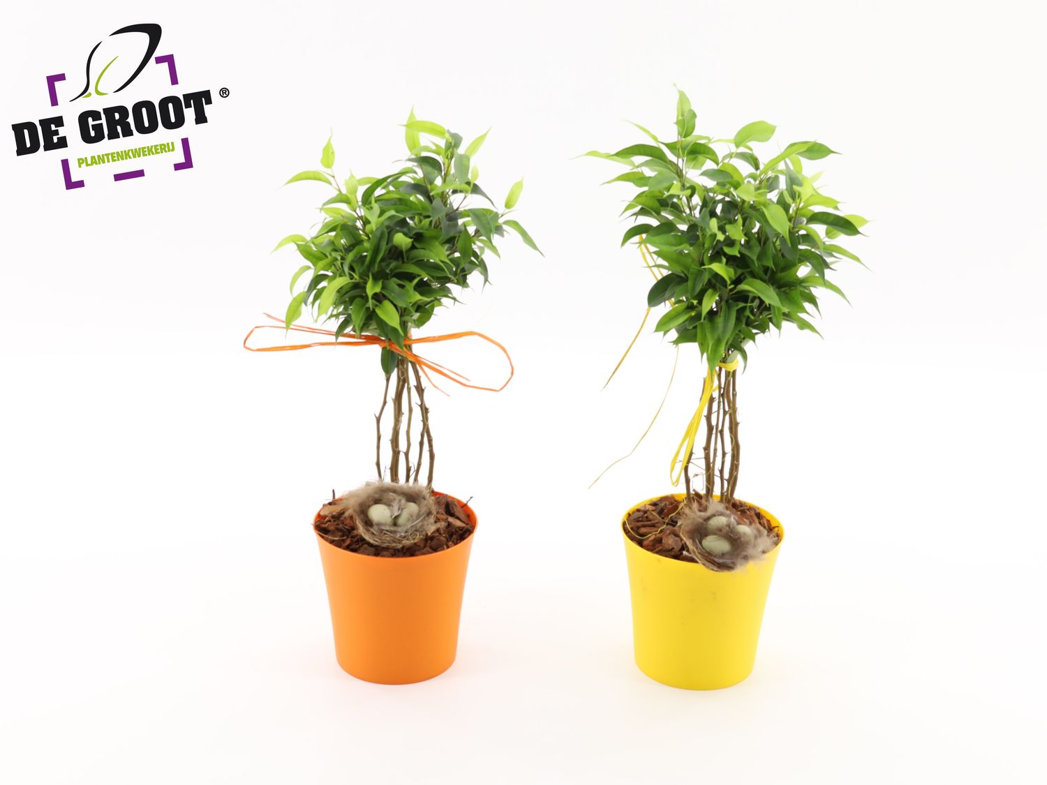 Ficus benjamina 'Natasja' — Plant Wholesale FlorAccess