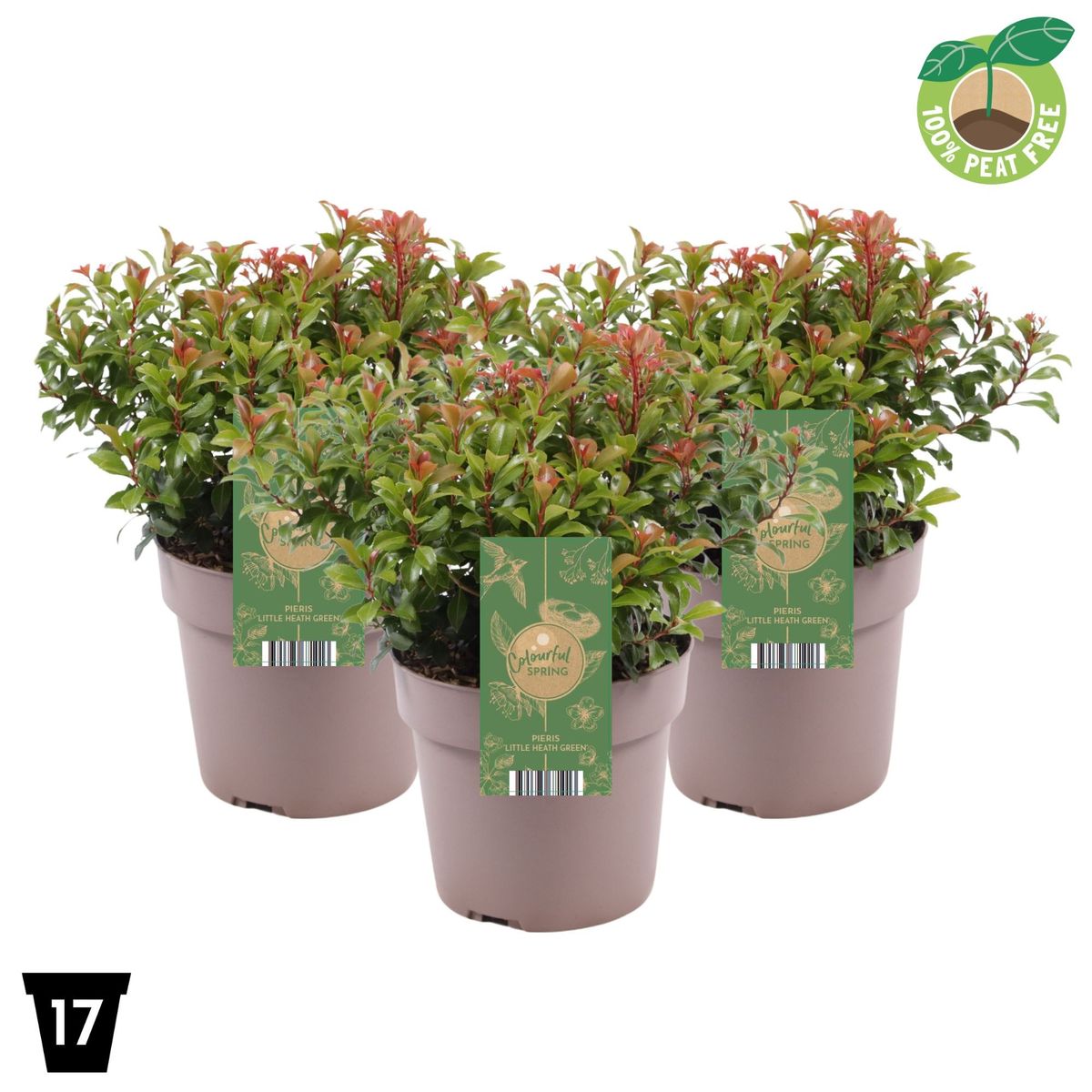 Pieris japonica 'Little Heath Green' — Plant Wholesale FlorAccess