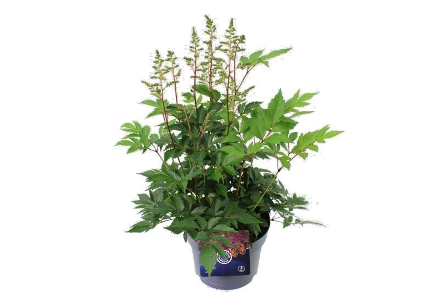 Astilbe 'Mainz' — Plant Wholesale FlorAccess