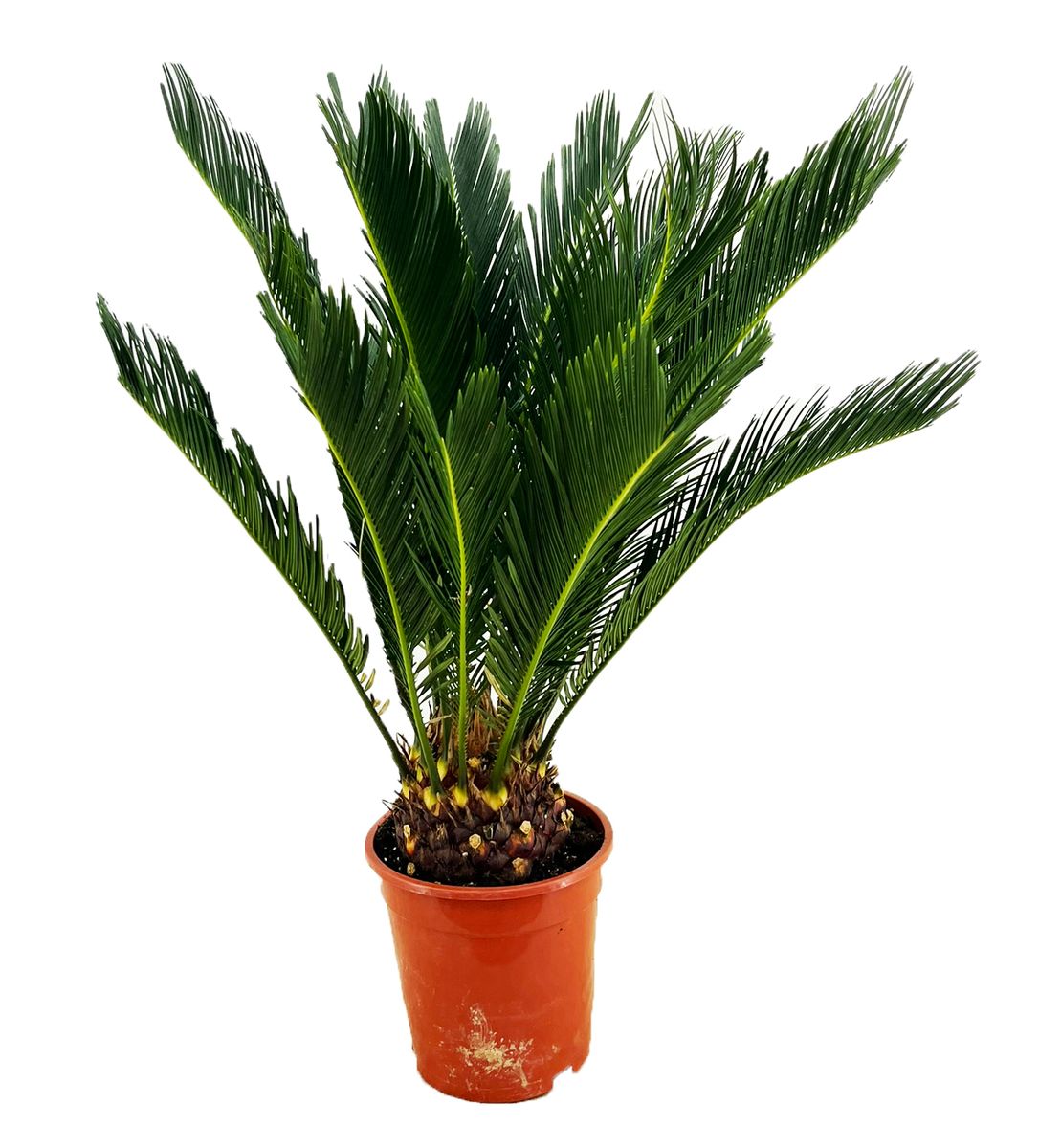 Cycas revoluta — Plant Wholesale FlorAccess