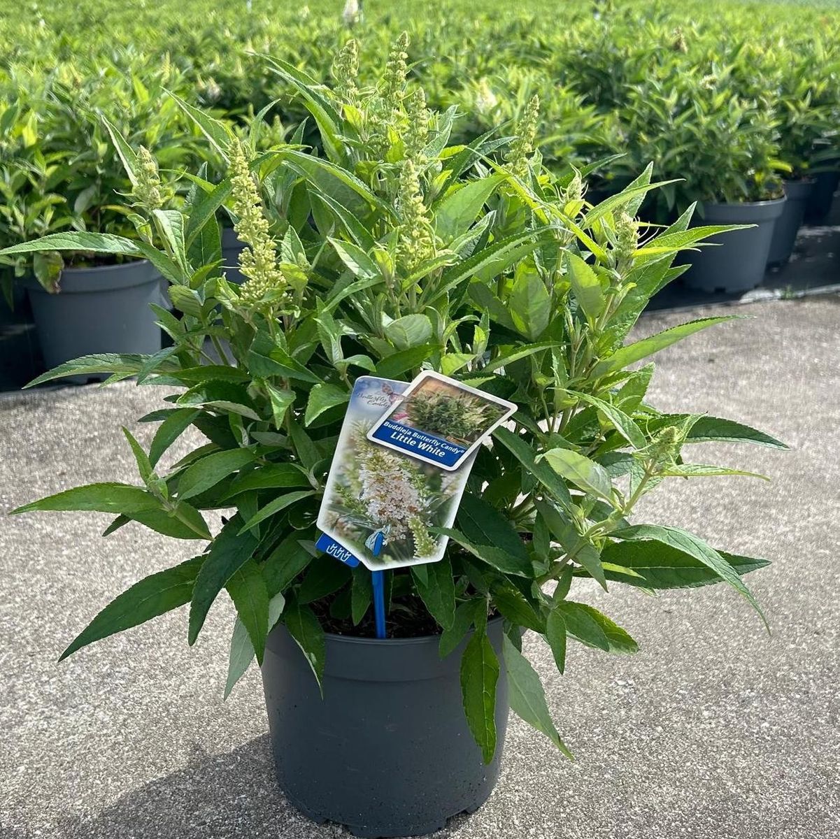 Buddleja davidii BUTTERFLY CANDY LITTLE WHITE — Plant Wholesale FlorAccess