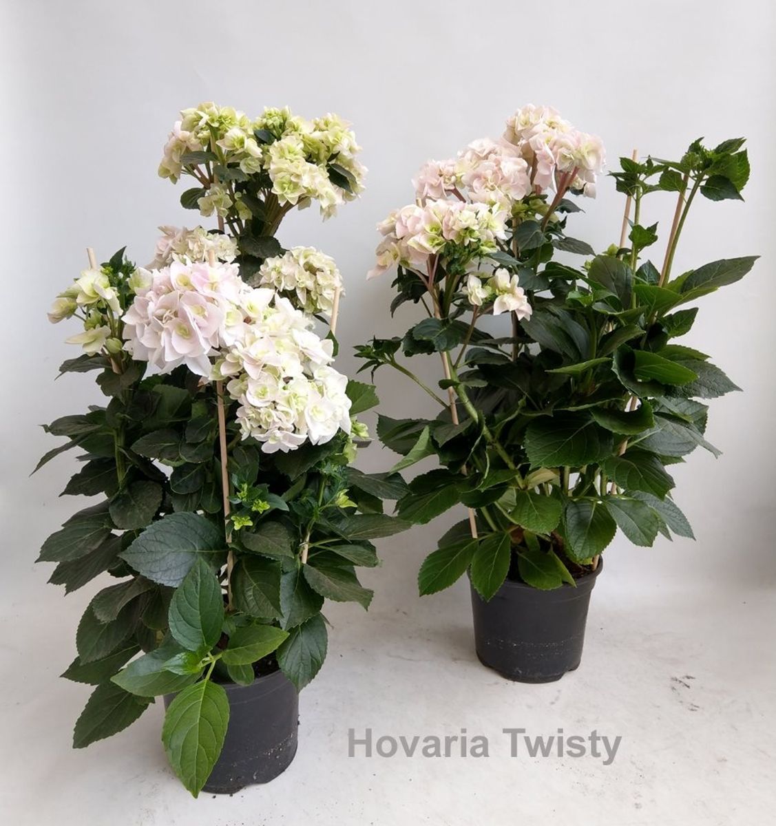 Hydrangea macrophylla HOVARIA TWISTY — Plant Wholesale FlorAccess