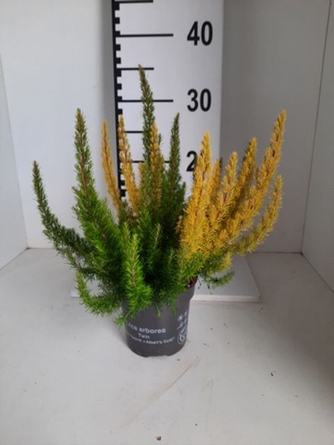 Erica arborea MIX IN POT — Plant Wholesale FlorAccess