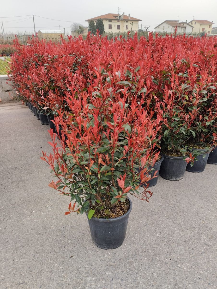 Photinia x fraseri 'Robusta Compacta' — Χονδρικό εμπόριο φυτών FlorAccess