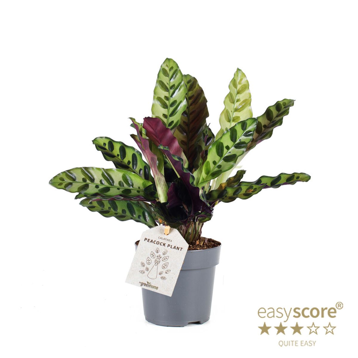 Calathea insignis — Plant Wholesale FlorAccess