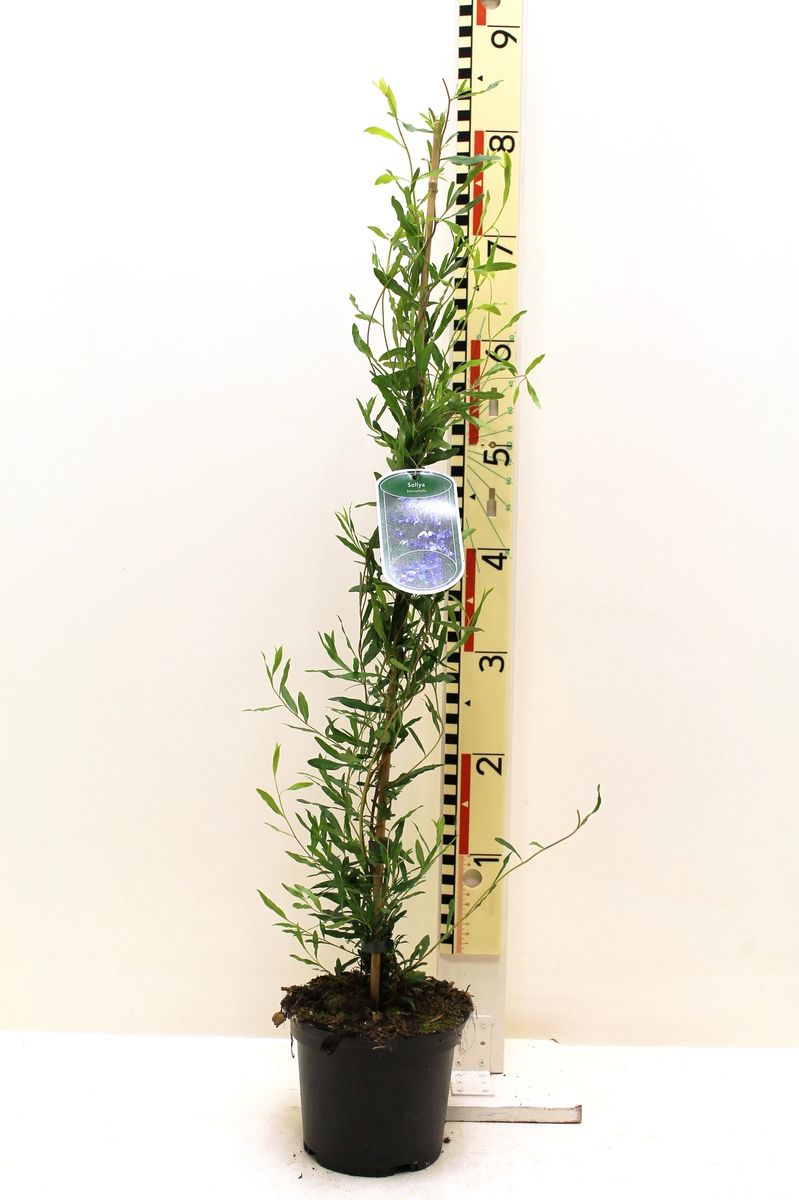 Sollya heterophylla — Plant Wholesale FlorAccess