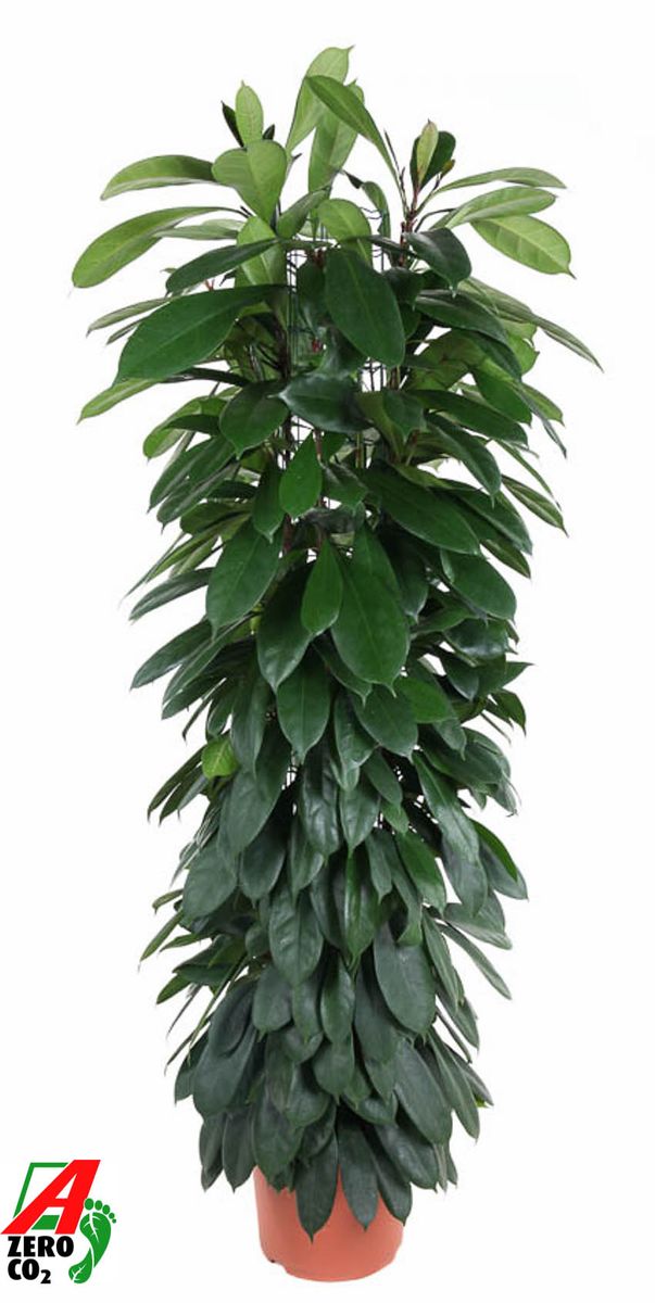 Ficus cyathistipula — Plant Wholesale FlorAccess