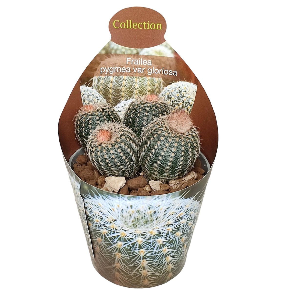 Frailea pygmaea gloriosa — Plant Wholesale FlorAccess
