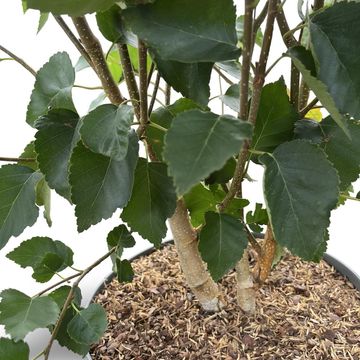 Betula utilis 'Doorenbos' — Plant Wholesale FlorAccess