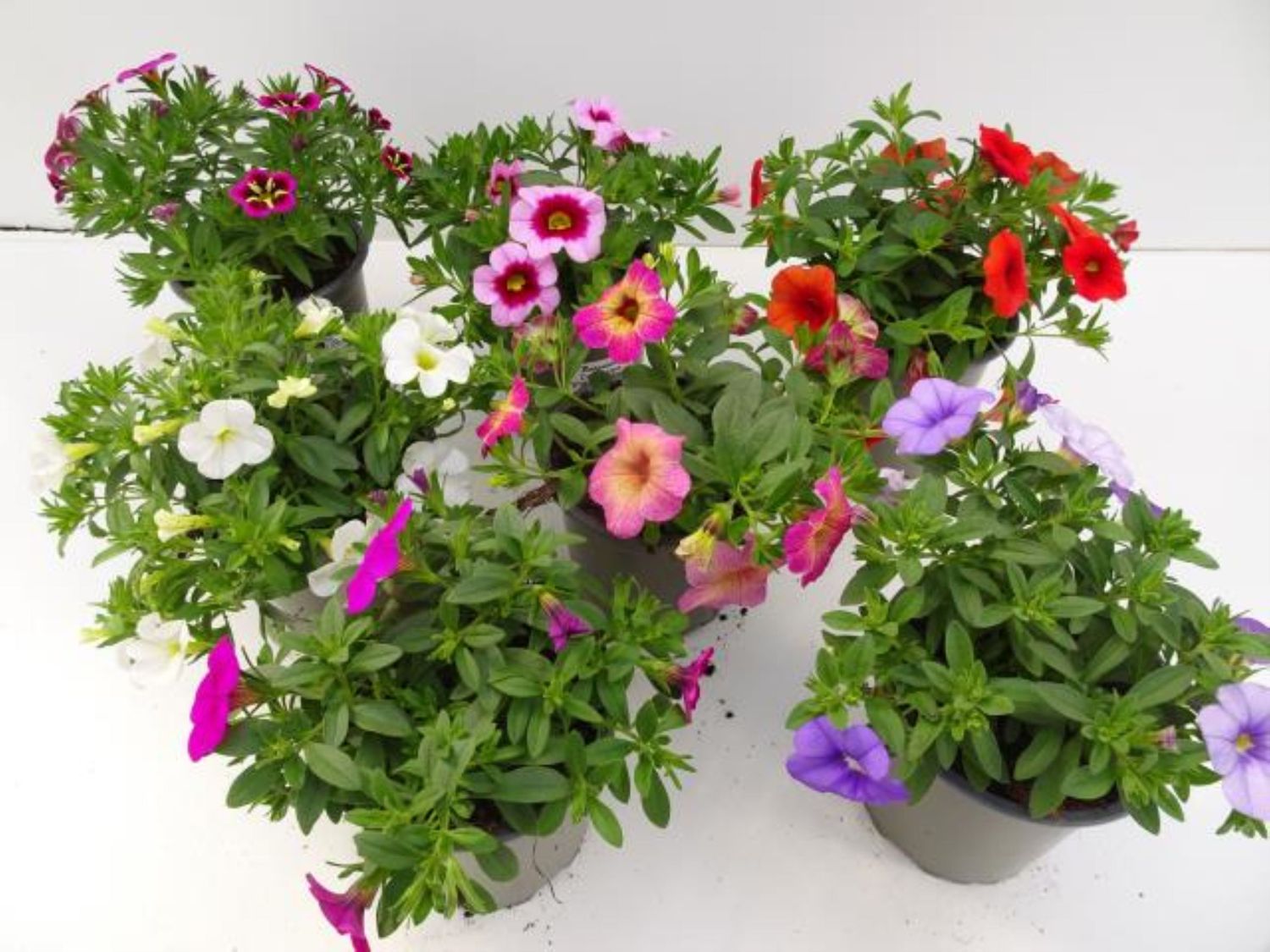 Calibrachoa MIX — Plant Wholesale FlorAccess