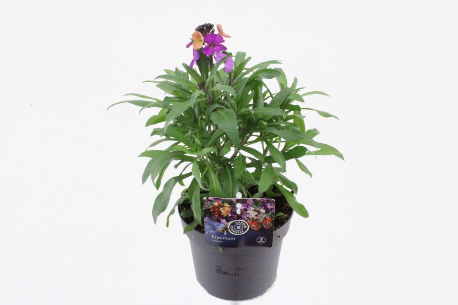 Erysimum 'Constant Cheer' — Plant Wholesale FlorAccess