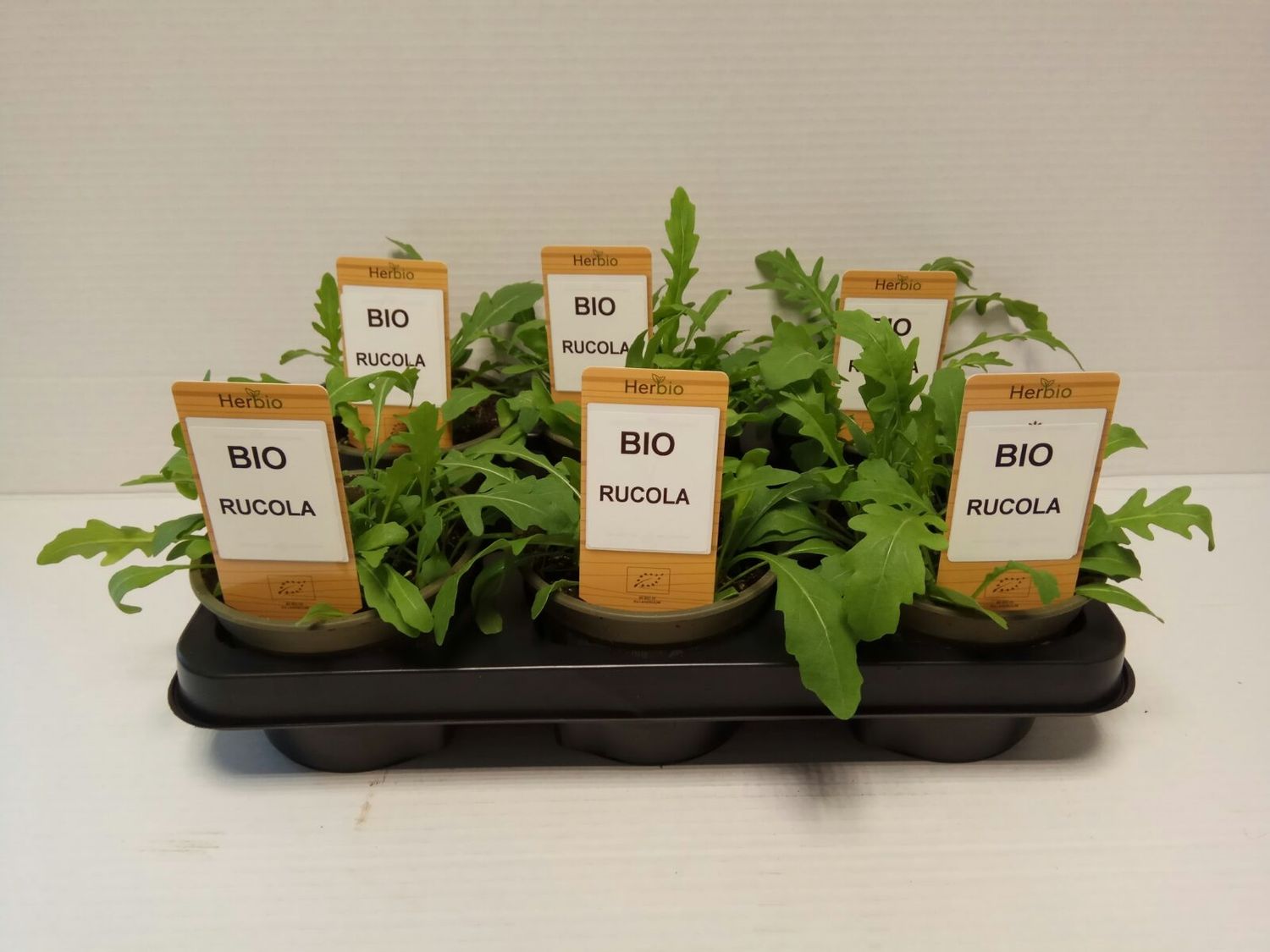 Eruca vesicaria sativa — Plant Wholesale FlorAccess