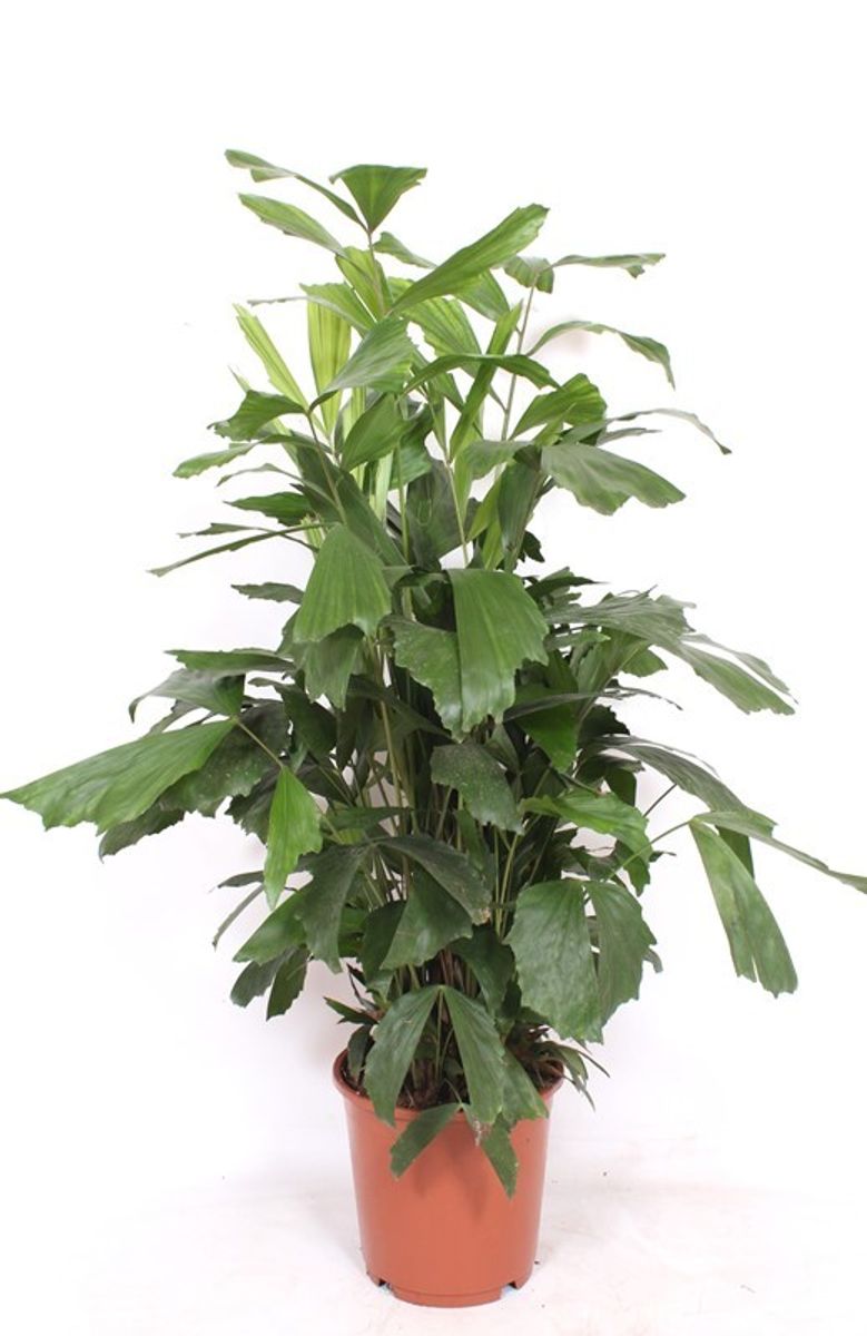Caryota mitis — Plant Wholesale FlorAccess
