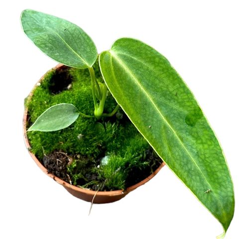 Anthurium warocqueanum x waterburyanum — Plant Wholesale FlorAccess