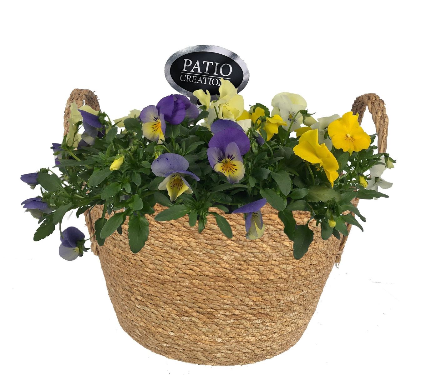 Arrangement Viola — Plant Wholesale FlorAccess