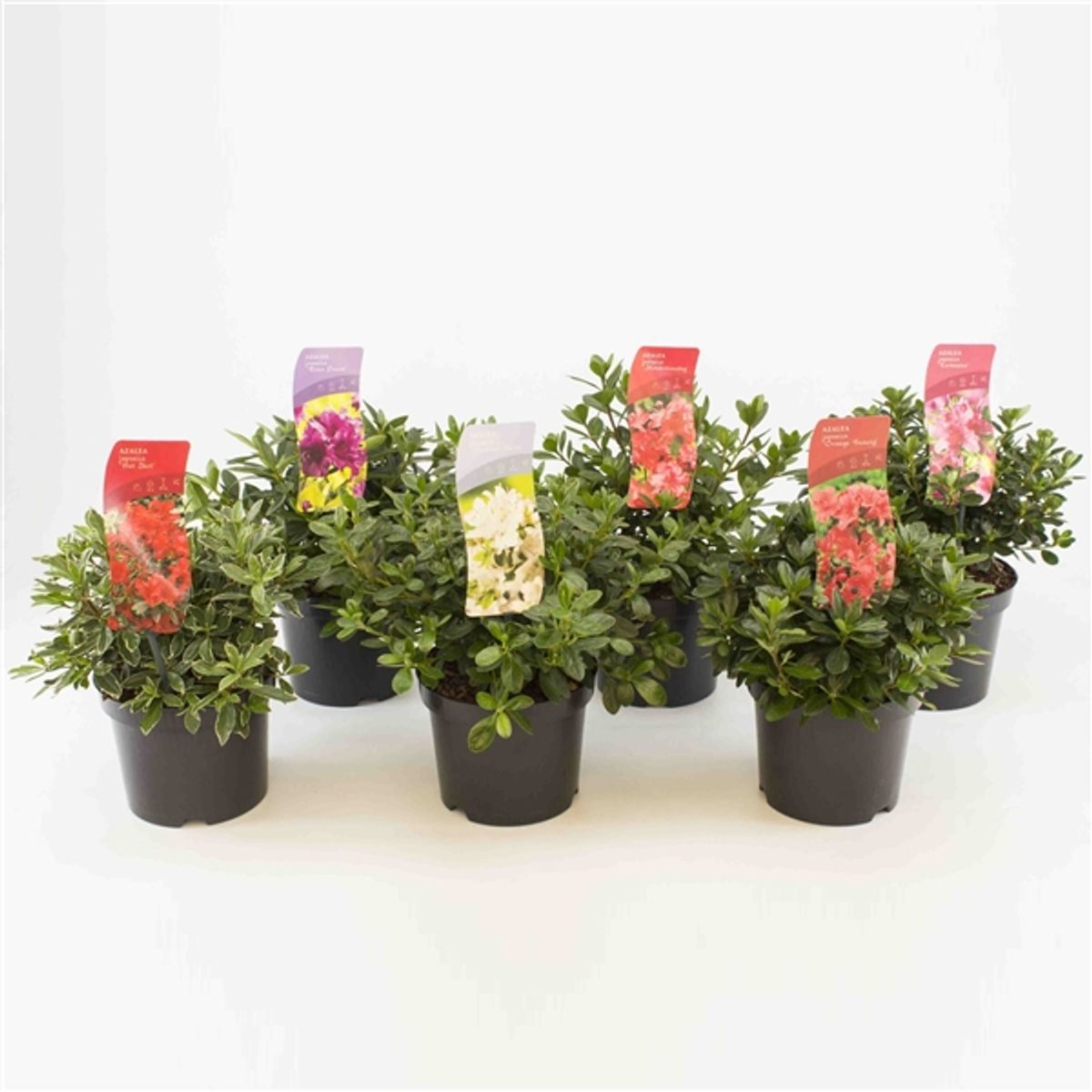 Rhododendron JAPANESE AZALEA MIX (AJ) — Plant Wholesale FlorAccess