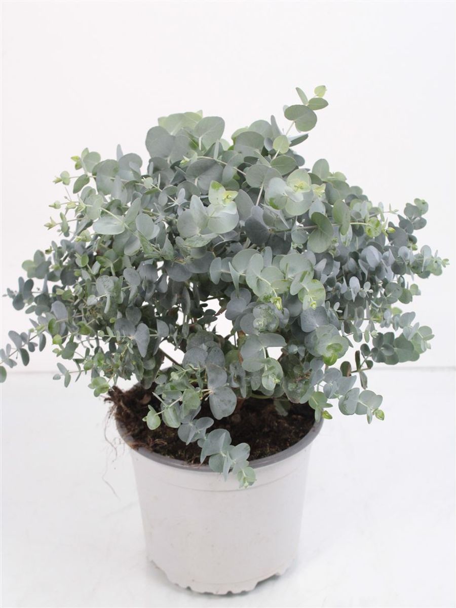 Eucalyptus cinerea 'Silver Dollar' — Plant Wholesale FlorAccess