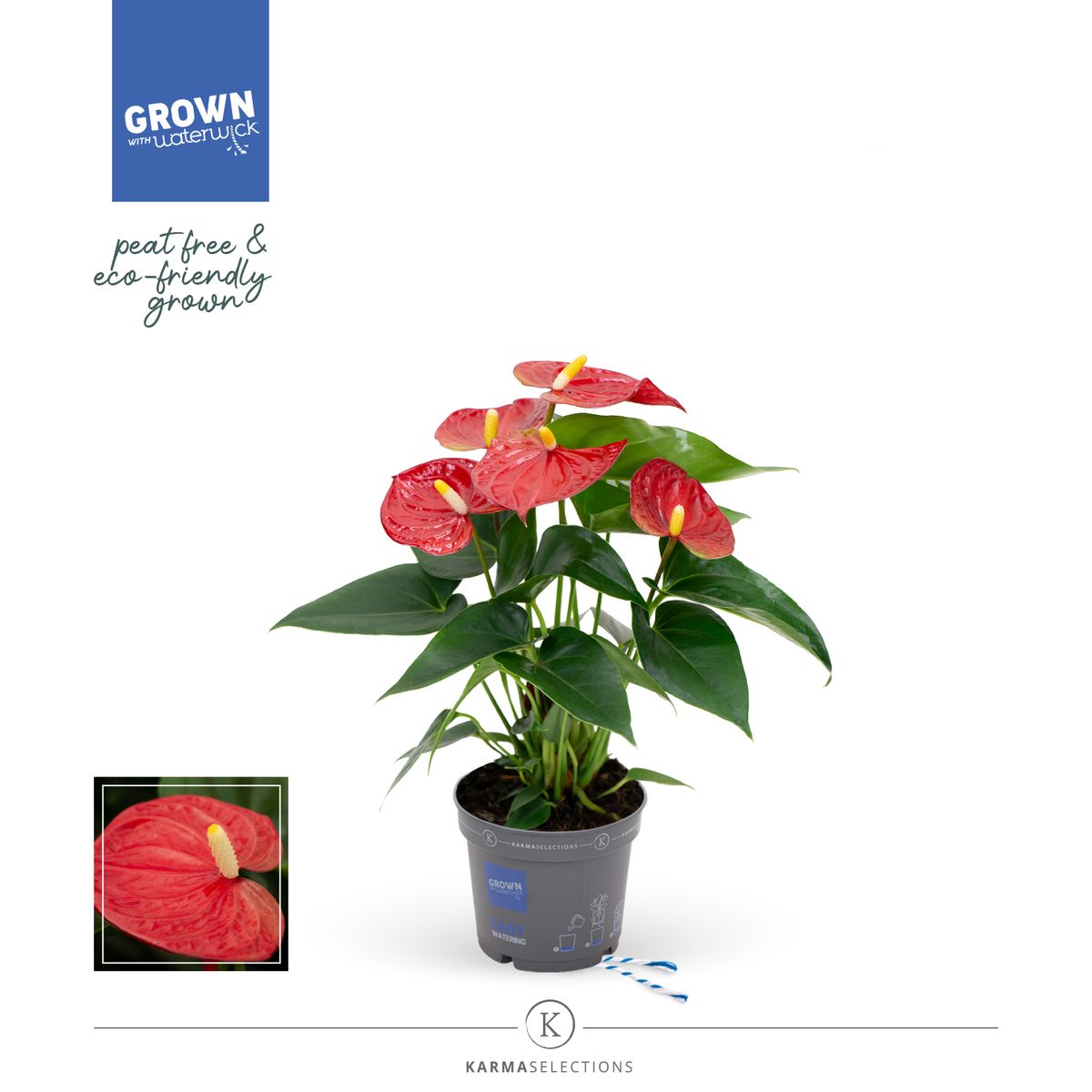 Anthurium SIERRA — Plant Wholesale FlorAccess