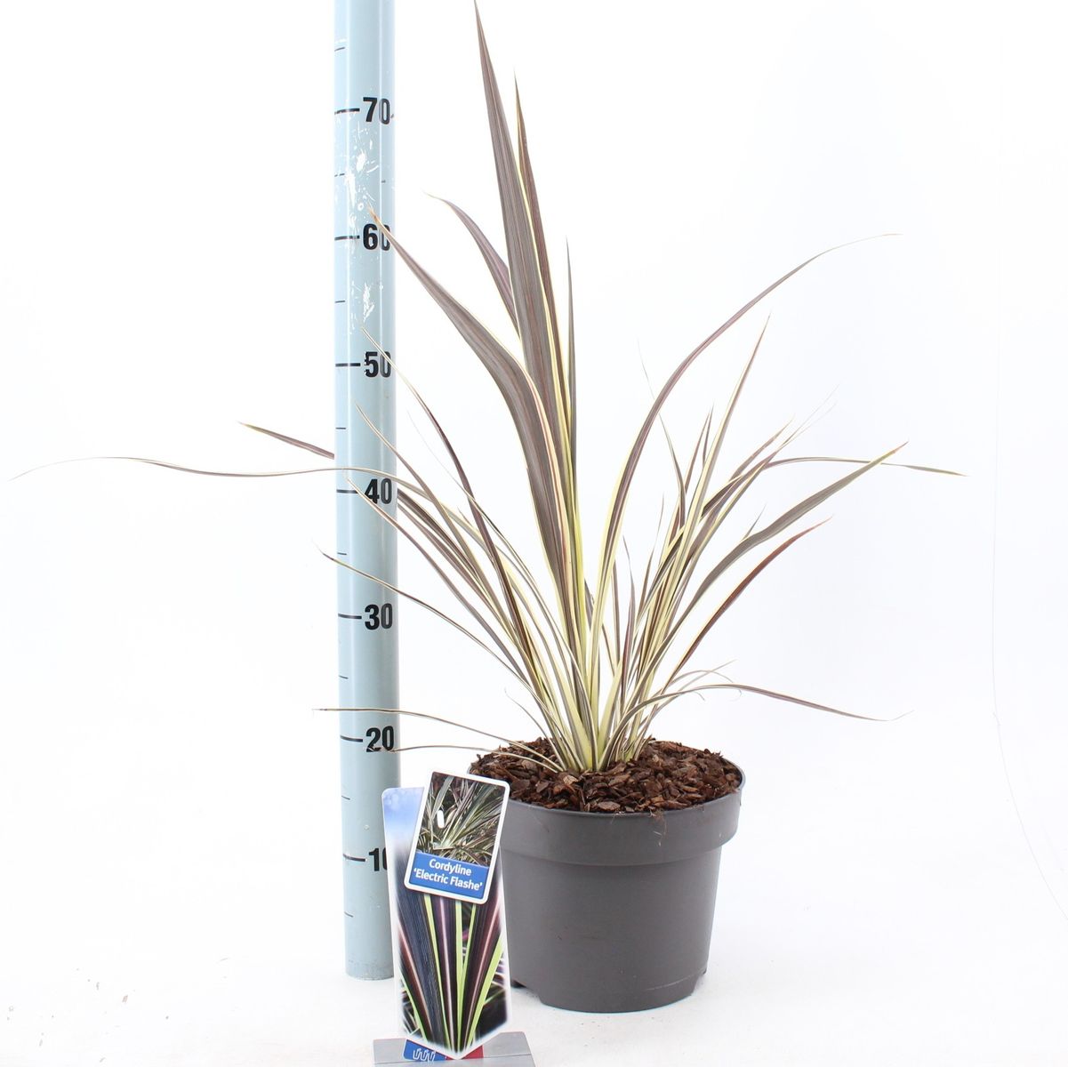 Cordyline banksii ELECTRIC FLASH — Plant Wholesale FlorAccess