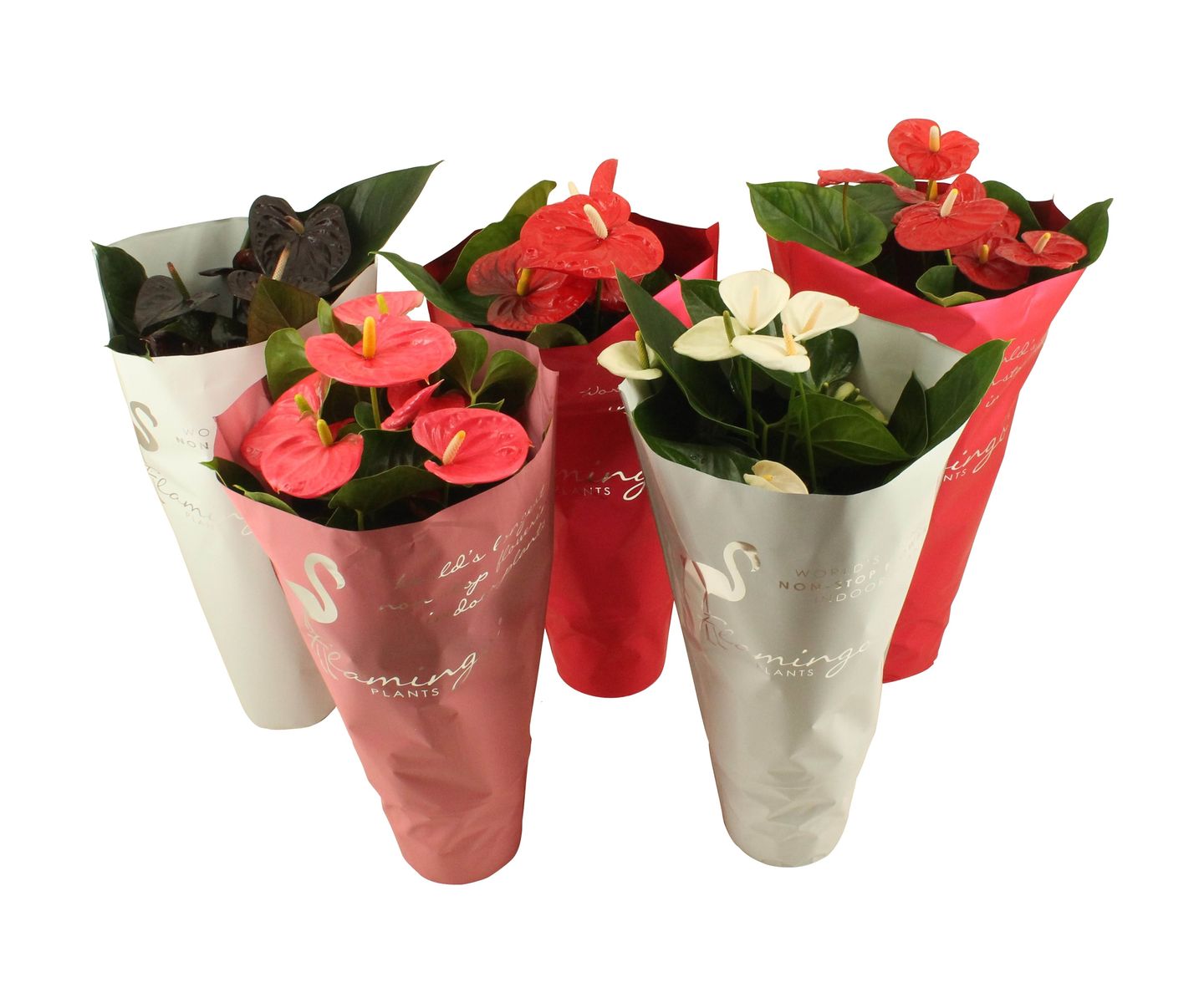 Anthurium FLAMINGO MIX — Plant Wholesale FlorAccess