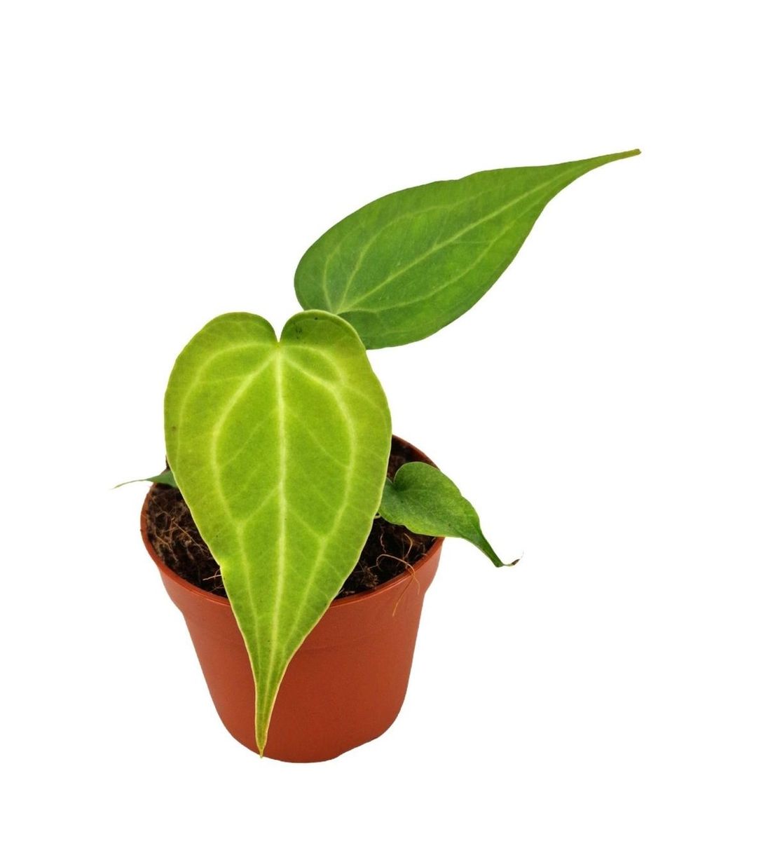 Anthurium 'Delta Force' — Plant Wholesale FlorAccess