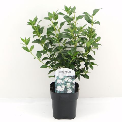 Viburnum tinus — Plant Wholesale FlorAccess