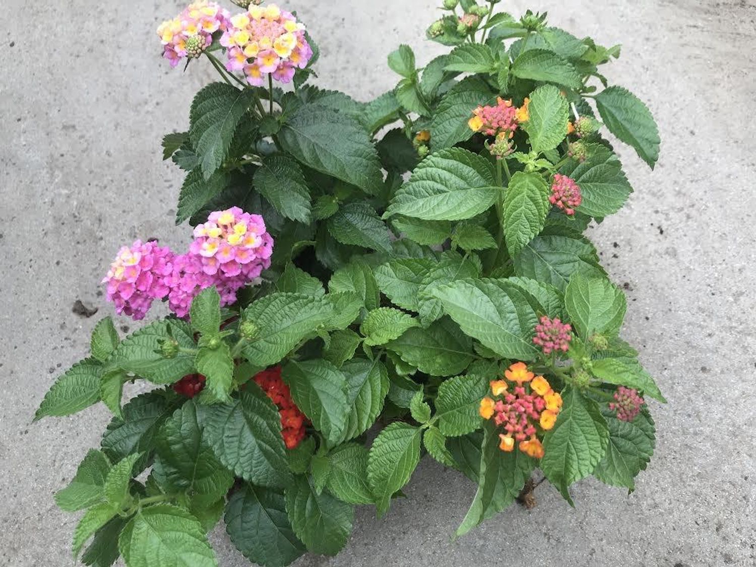 Lantana camara MIX — Plant Wholesale FlorAccess